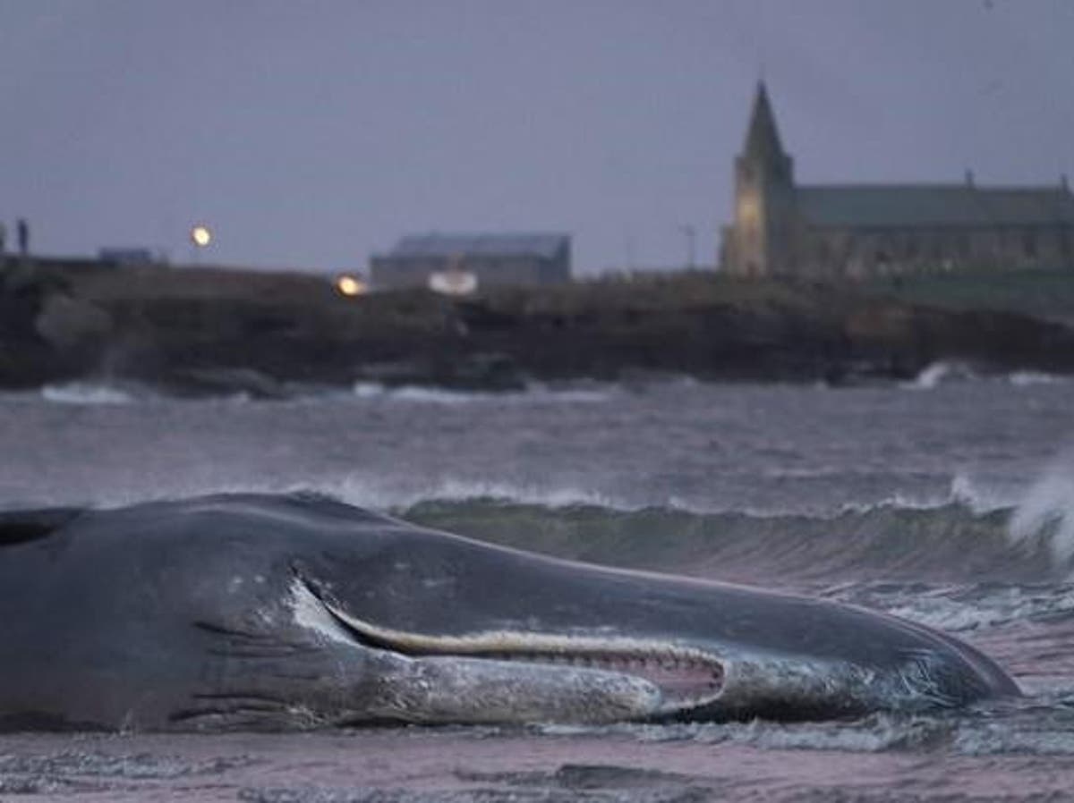 Sperm whale dies after washing up on Northumberland coast | The ...