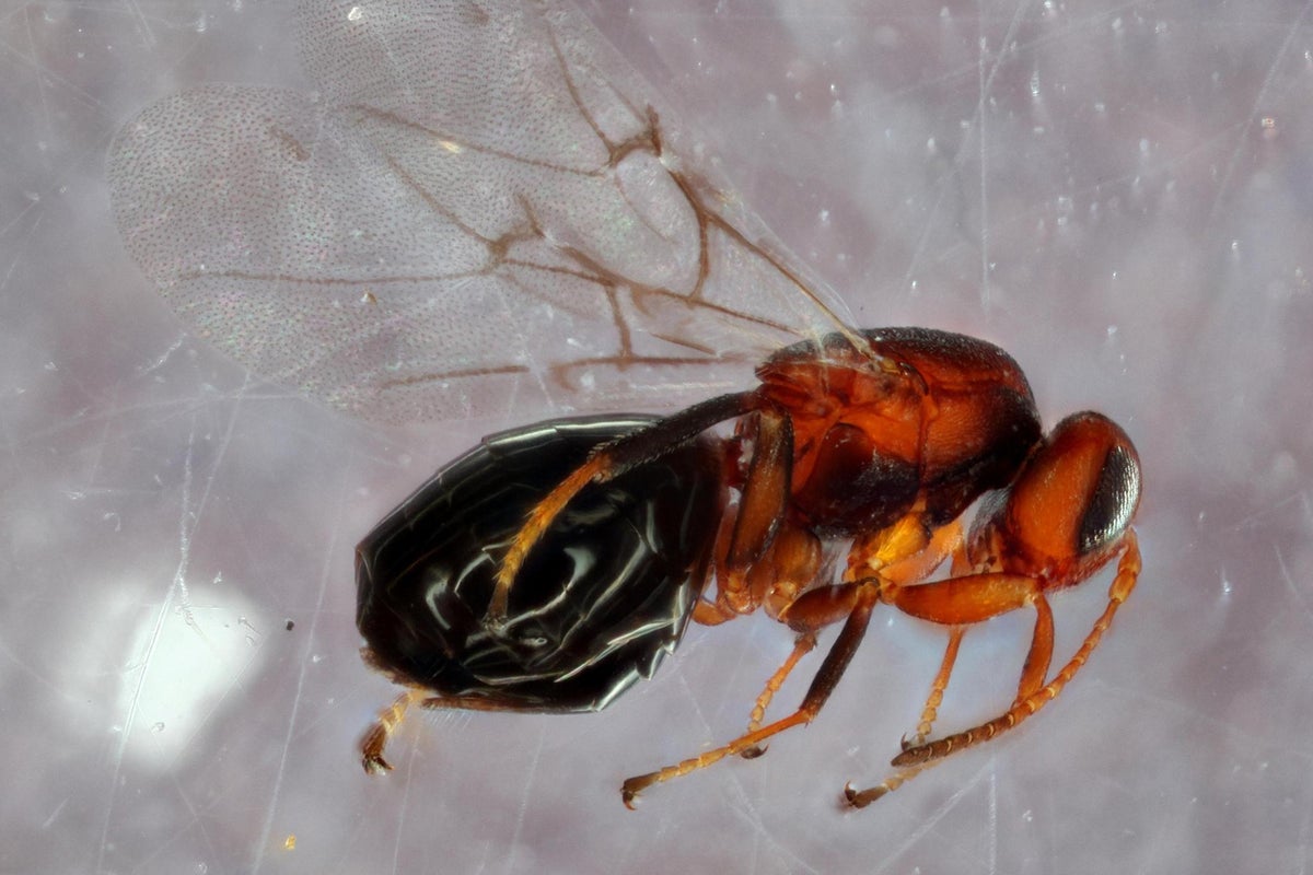 Science news in brief: From head-chewing parasitic wasps to ...