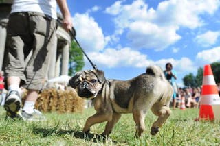 In Germany pugs are the stars winning medals (and hearts) on the ...