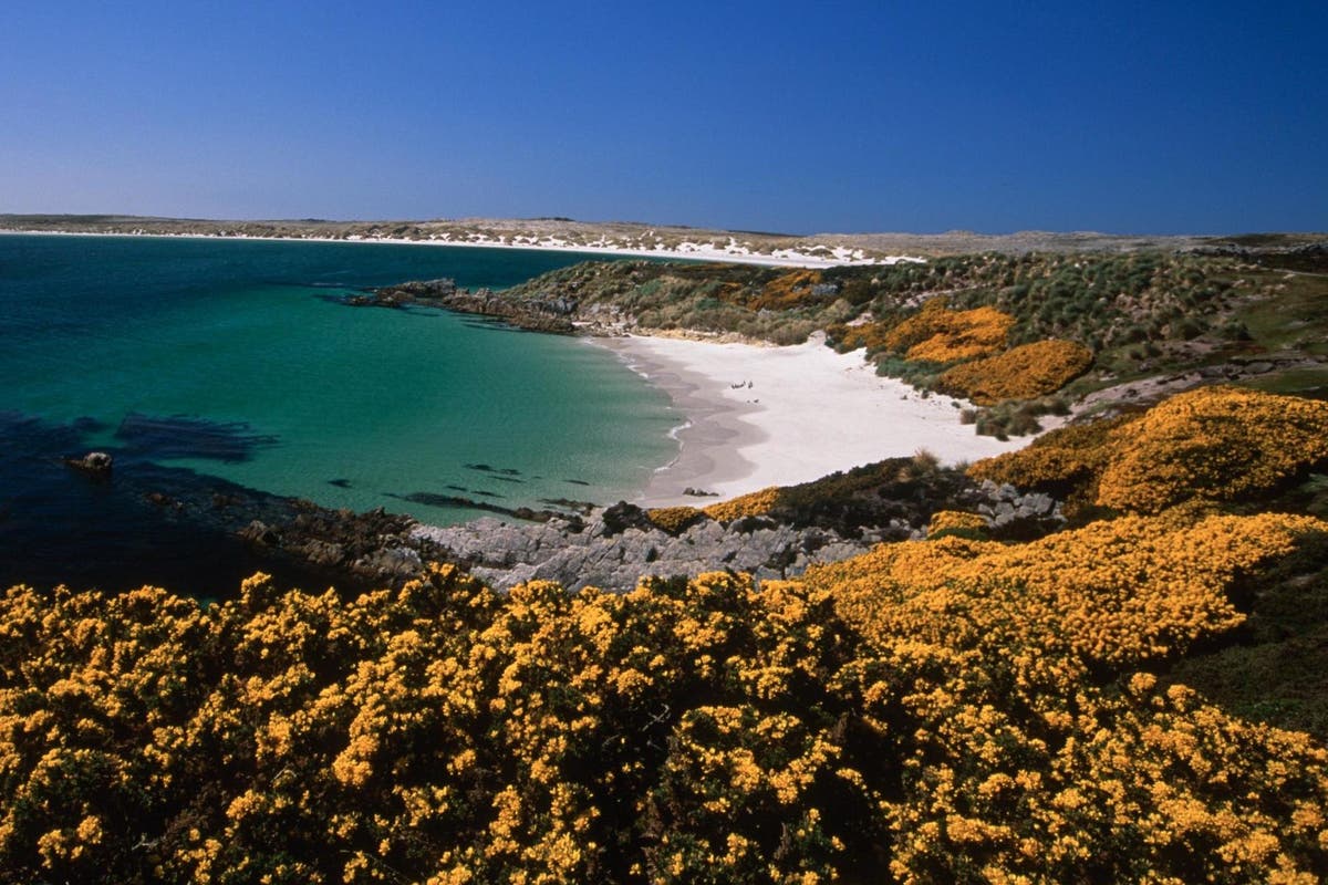 Falklands Islands ‘getting full’ with tourism surge | The Independent ...