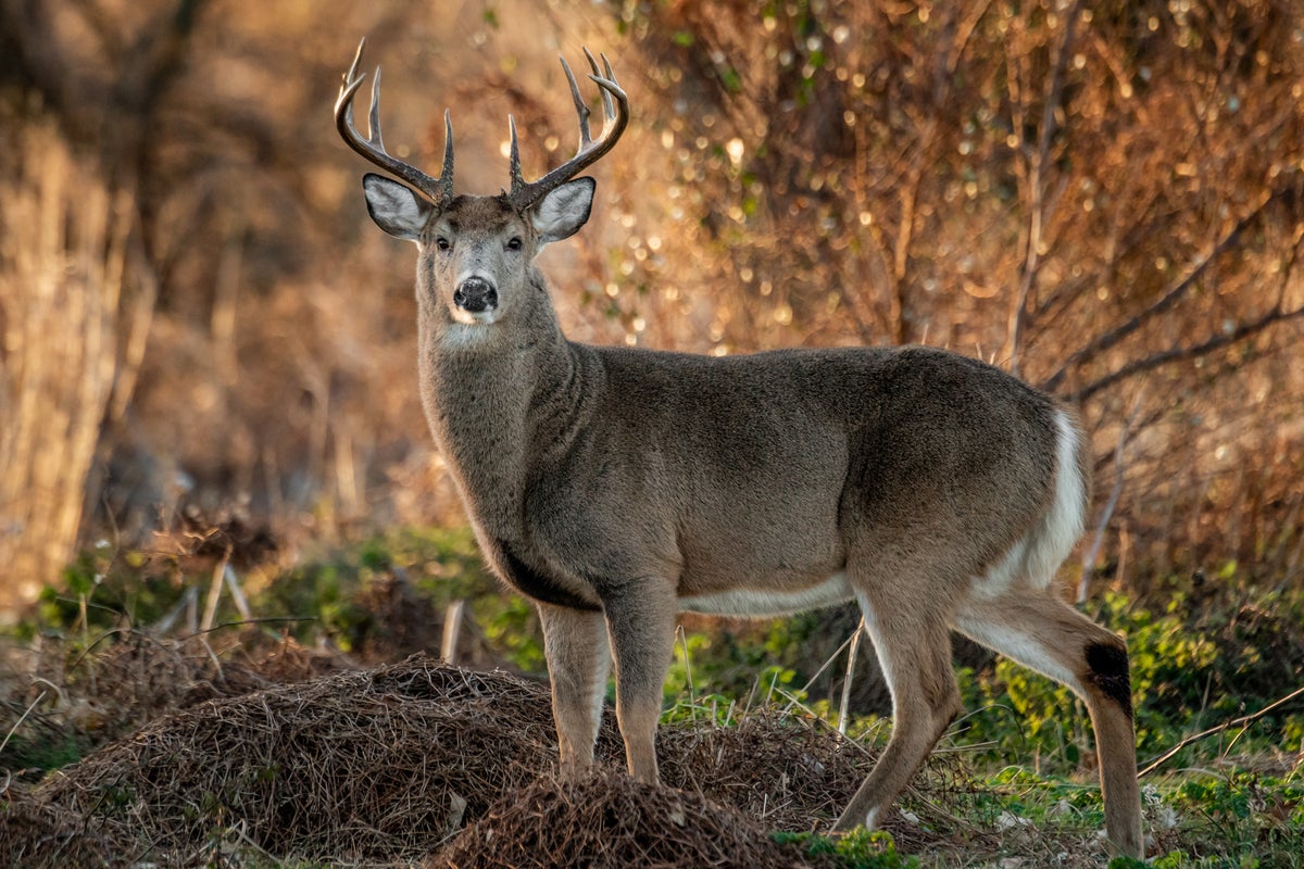 Deadly viral outbreak ravages deer populations | The Independent