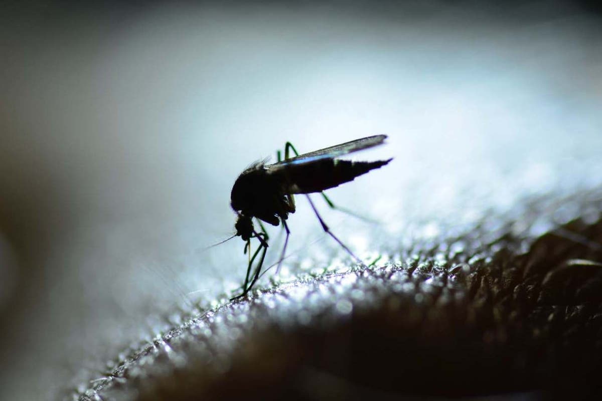 Google owner is stamping out mosquitoes in California | The Independent ...