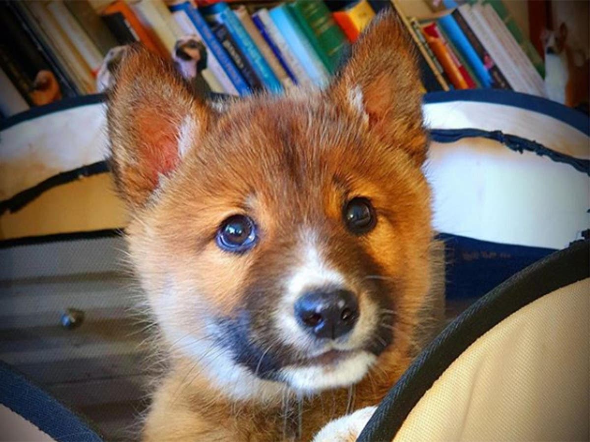 Stray puppy most likely dropped by a bird turns out to be rare ...