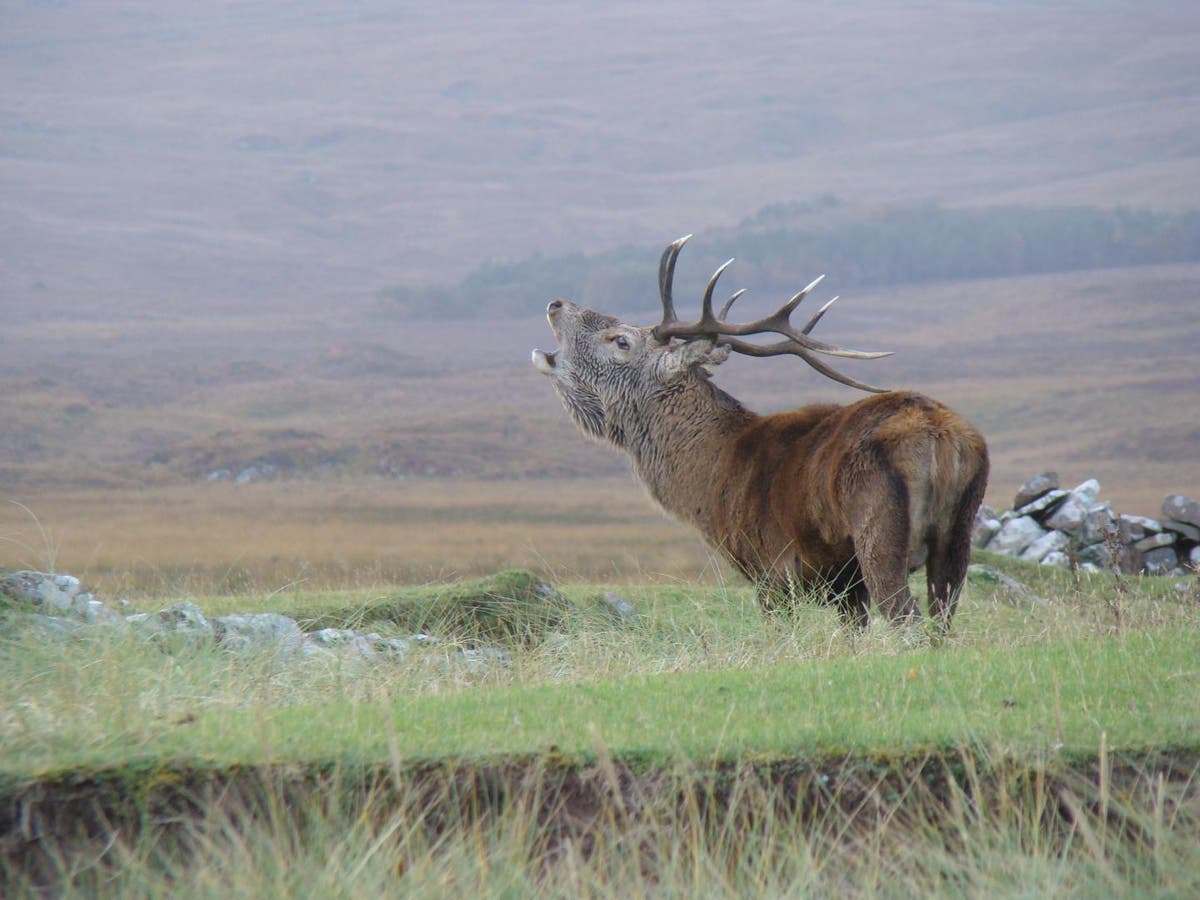 Red deer show first evidence of animal evolution in response to climate ...