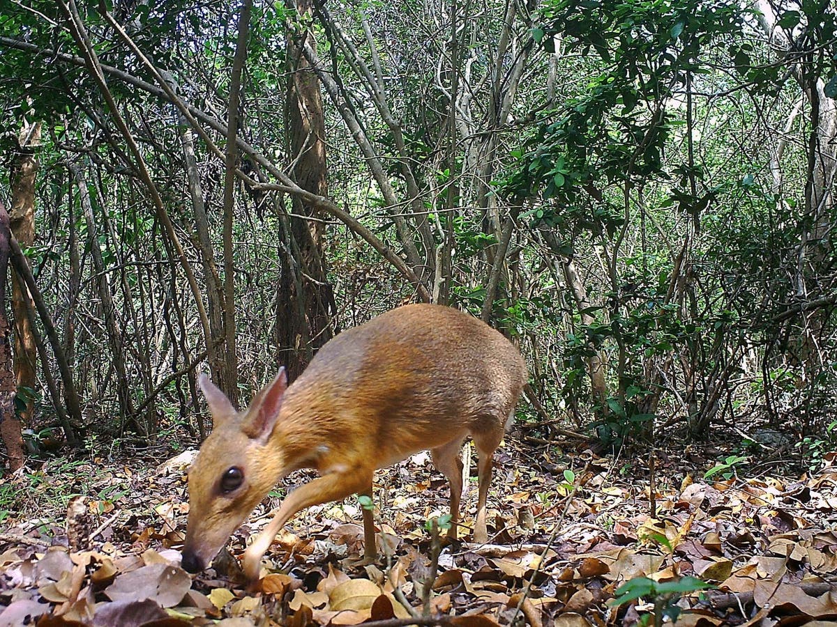 'Extinct' deer small enough to hold in one hand reappears in wild ...