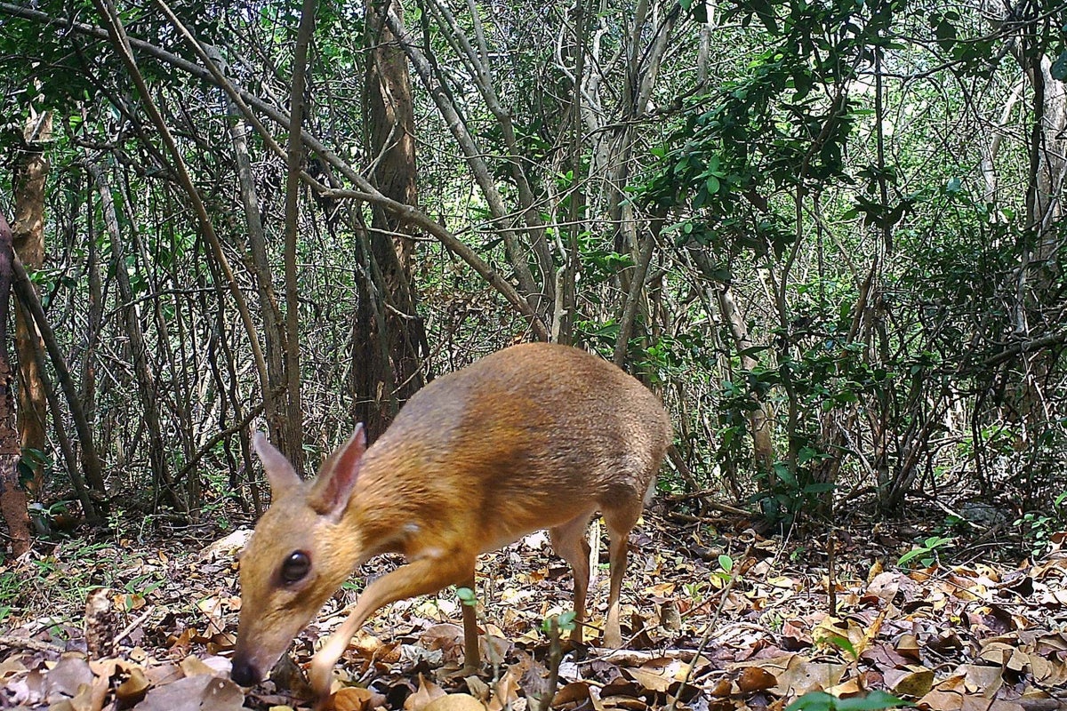 mouse deer uk