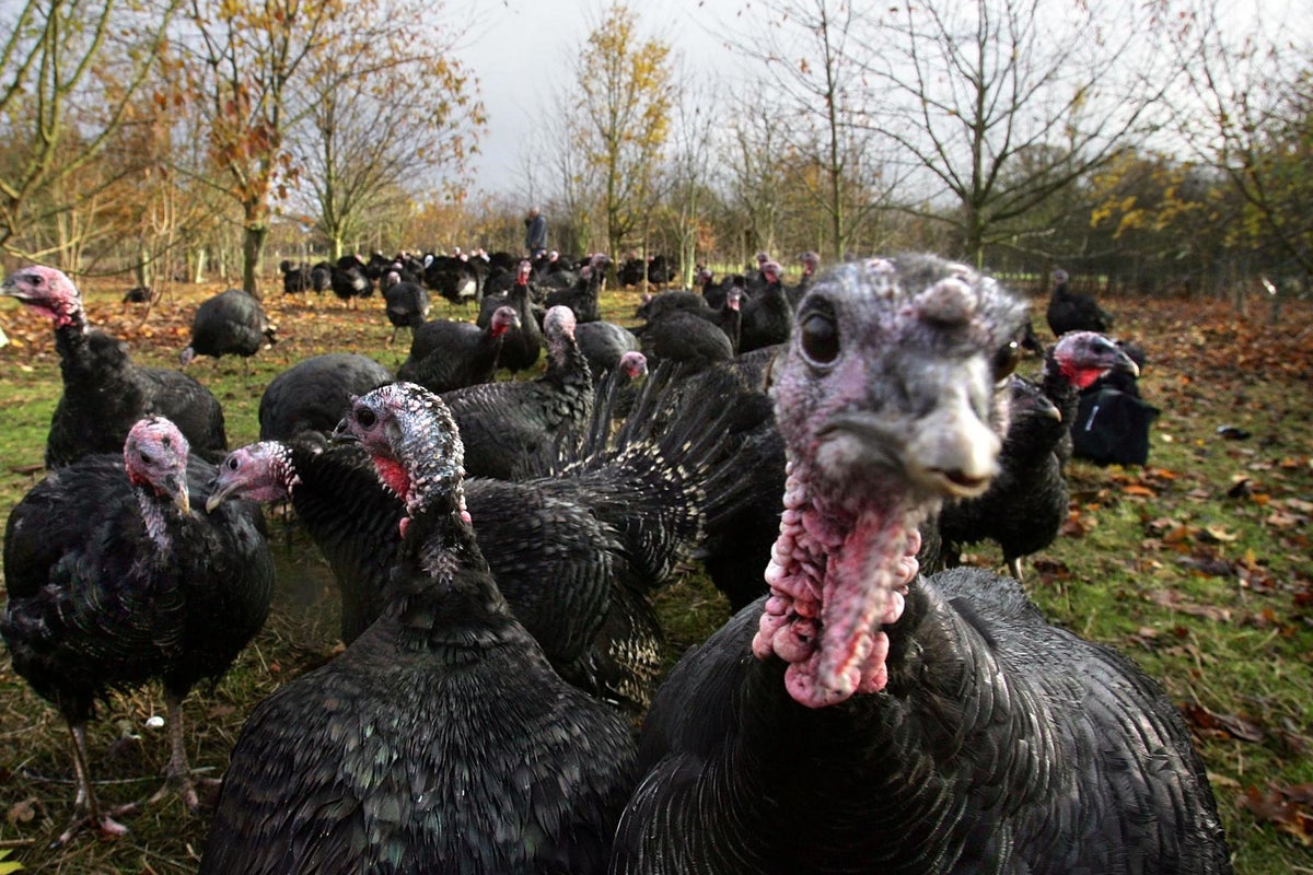 Turkeys ‘escape from farm’ just before Christmas cull | The Independent ...