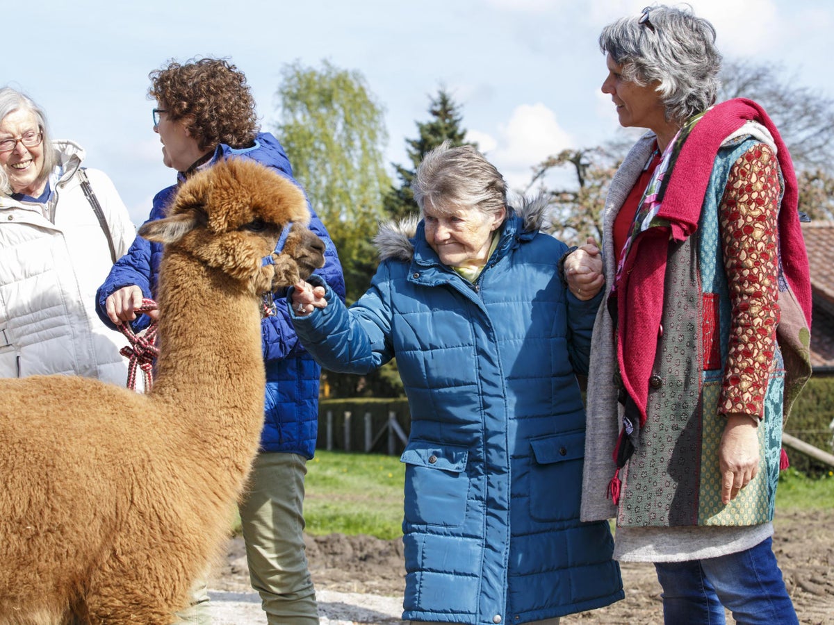 Llama With Down Syndrome