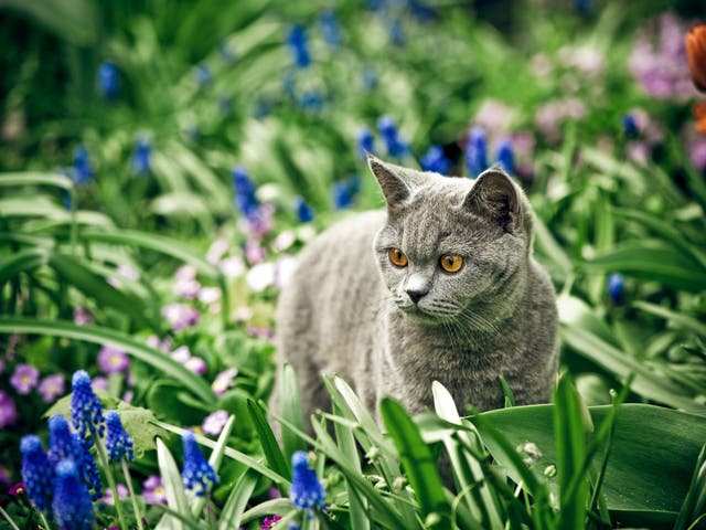 Feline Fine How To Keep Your Indoor Cat Happy According To Scientists