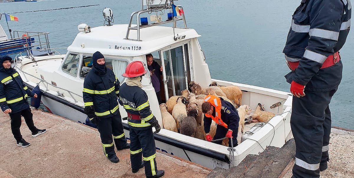 ‘Ship of death’: More than 14,000 sheep drown after cargo vessel ...
