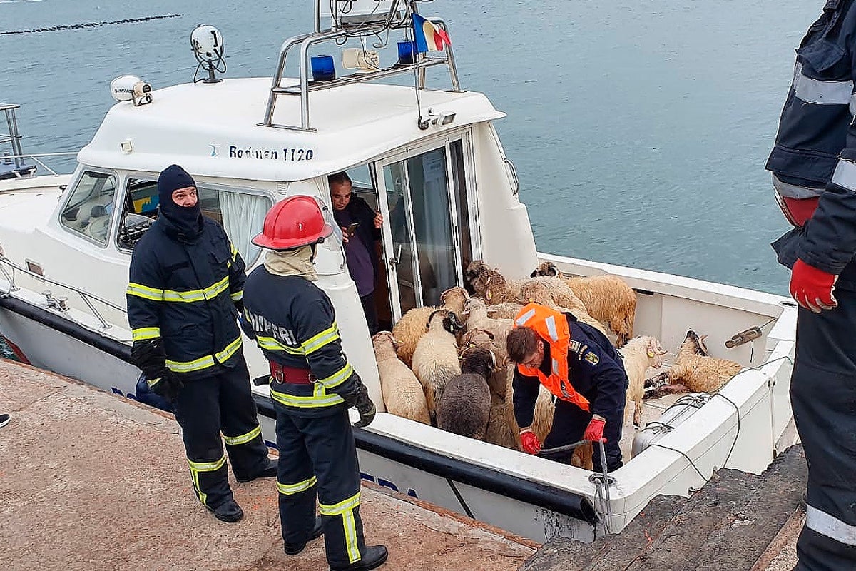 ‘Ship of death’: More than 14,000 sheep drown after cargo vessel ...