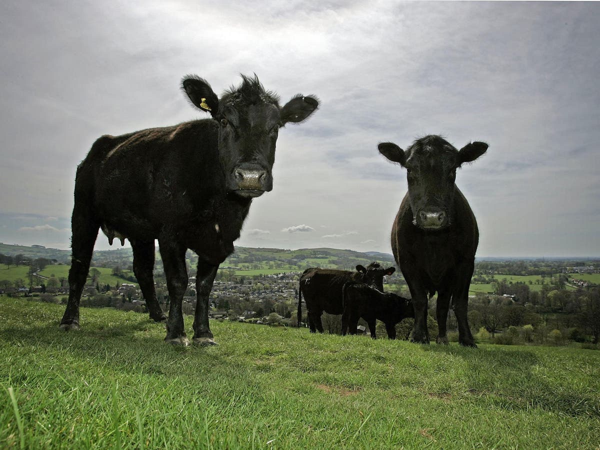 Want to avoid unnecessary beef? Steer clear of angry cows | The ...