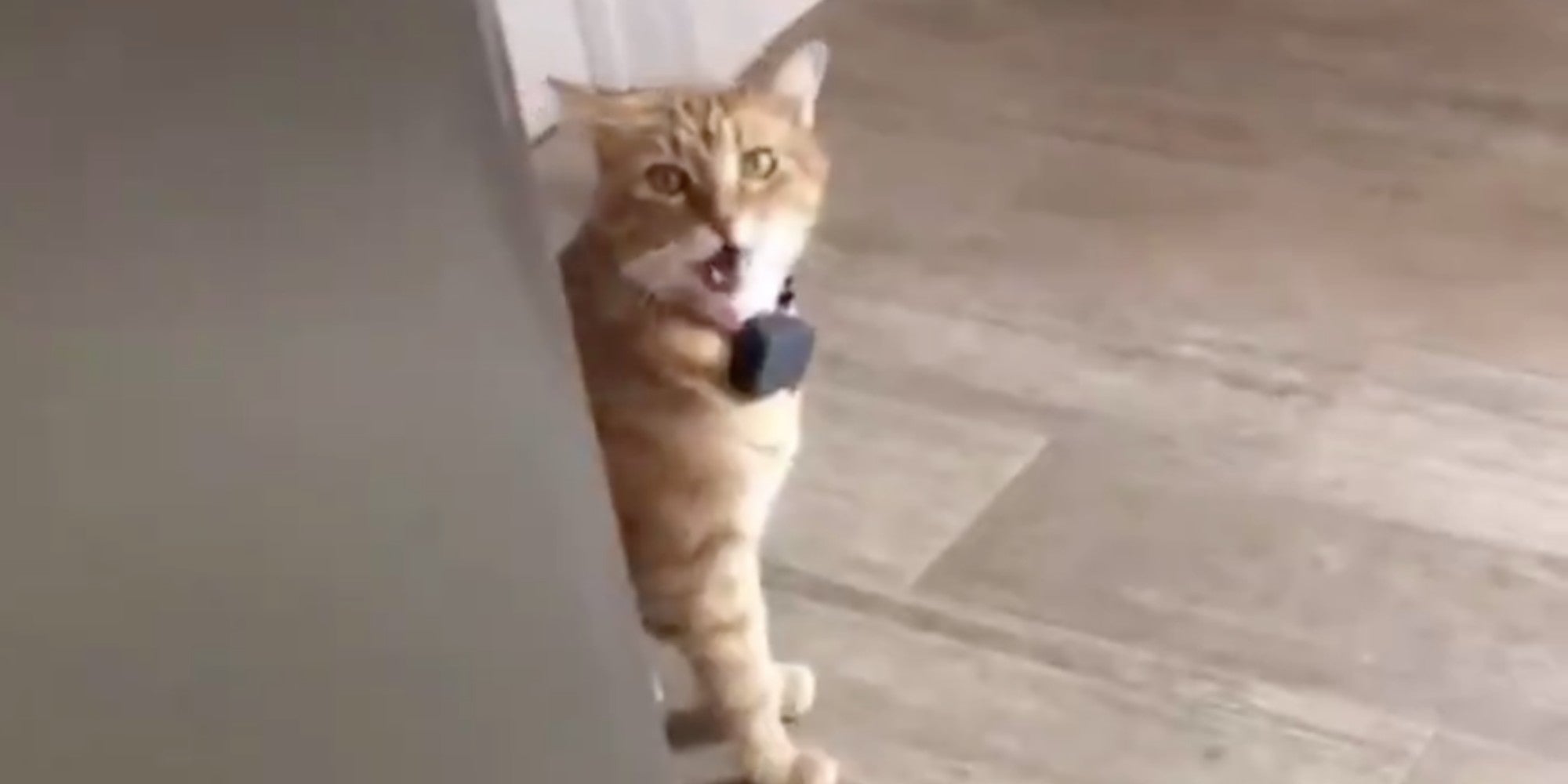 Cat goes viral after saying 'well h' in a thick Southern accent ...