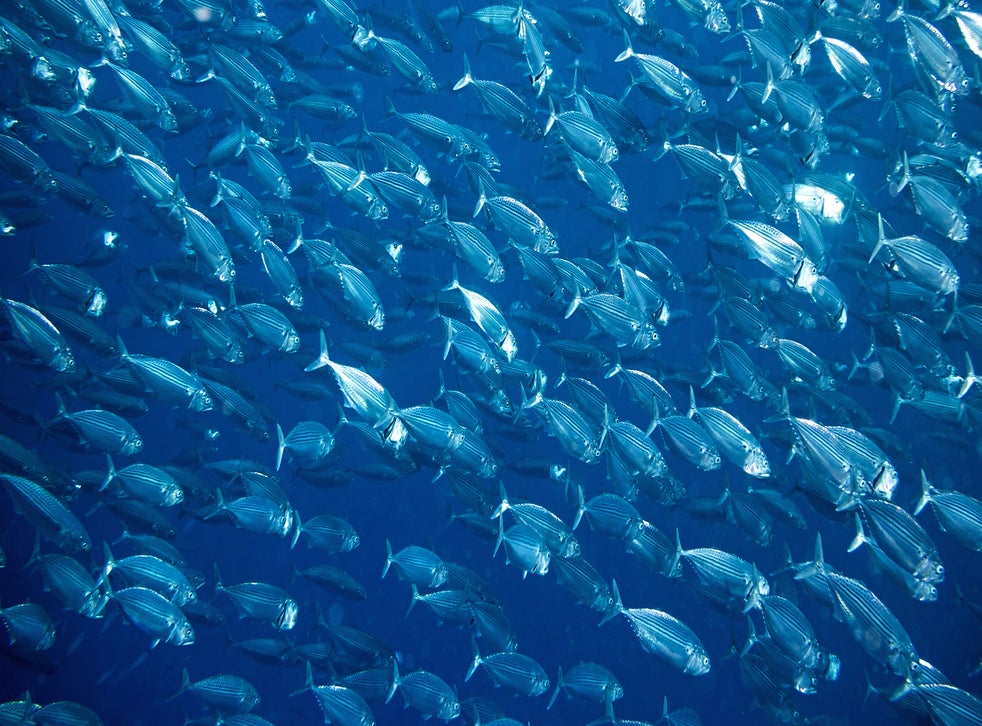 Scientists say the ocean is running out of oxygen – here's why that ...