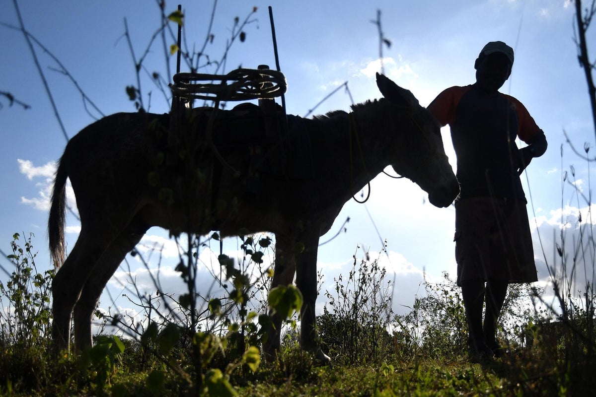 Chinese hunger for donkey skin threatens species' existence in Brazil ...