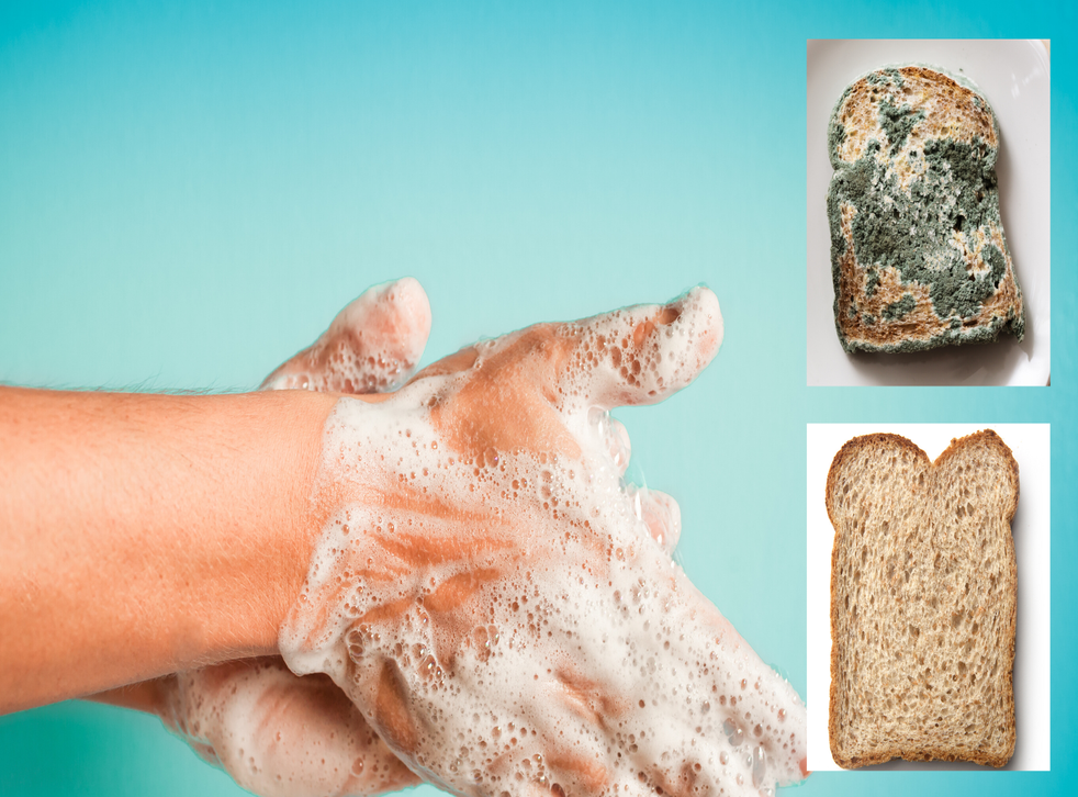 Coronavirus: Experiment with a loaf of bread proves how dirty our hands ...
