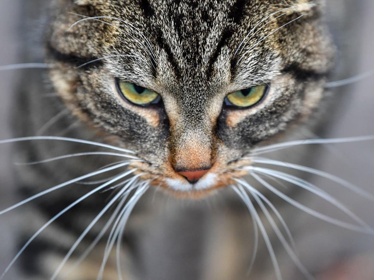Brighton 'cat killer': Suspect charged over attacks on 16 animals | The ...