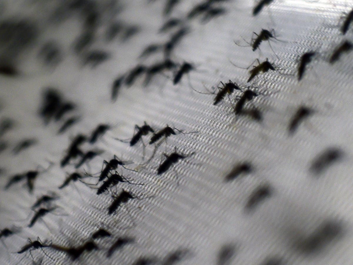 Climate change and apathy blamed as worst dengue outbreak in 50 years ...