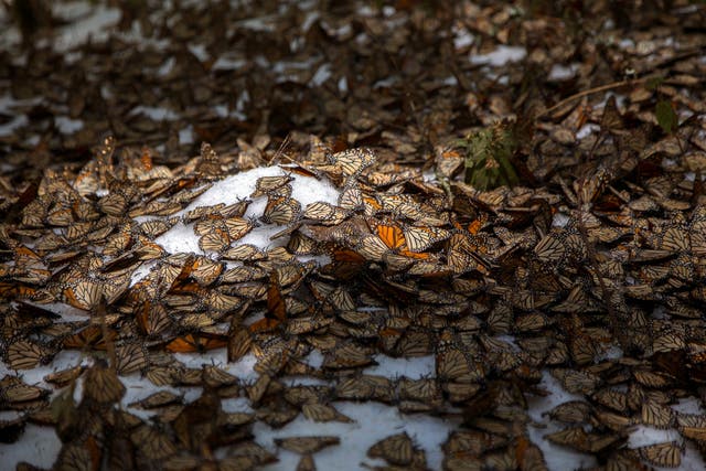 Climate change threatens the beautiful and beloved monarch butterfly ...