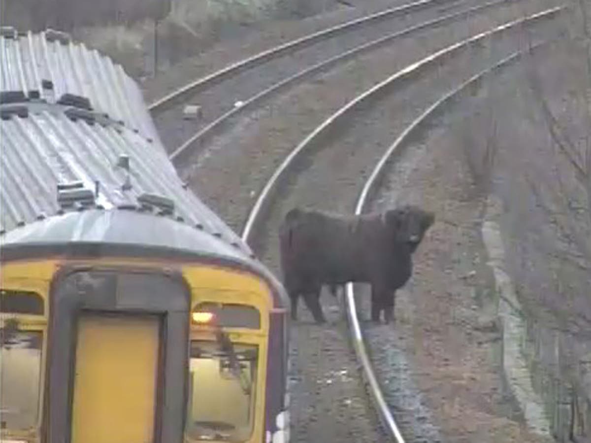 'Absolute unit': Escaped Highland cow delays trains after walking onto ...