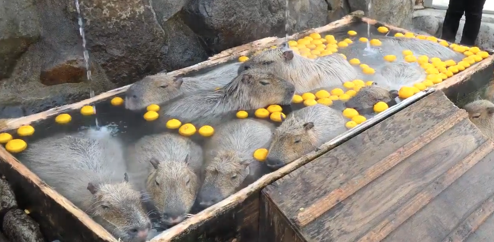 Capybara bathing: This viral video is a mood | indy100 | indy100