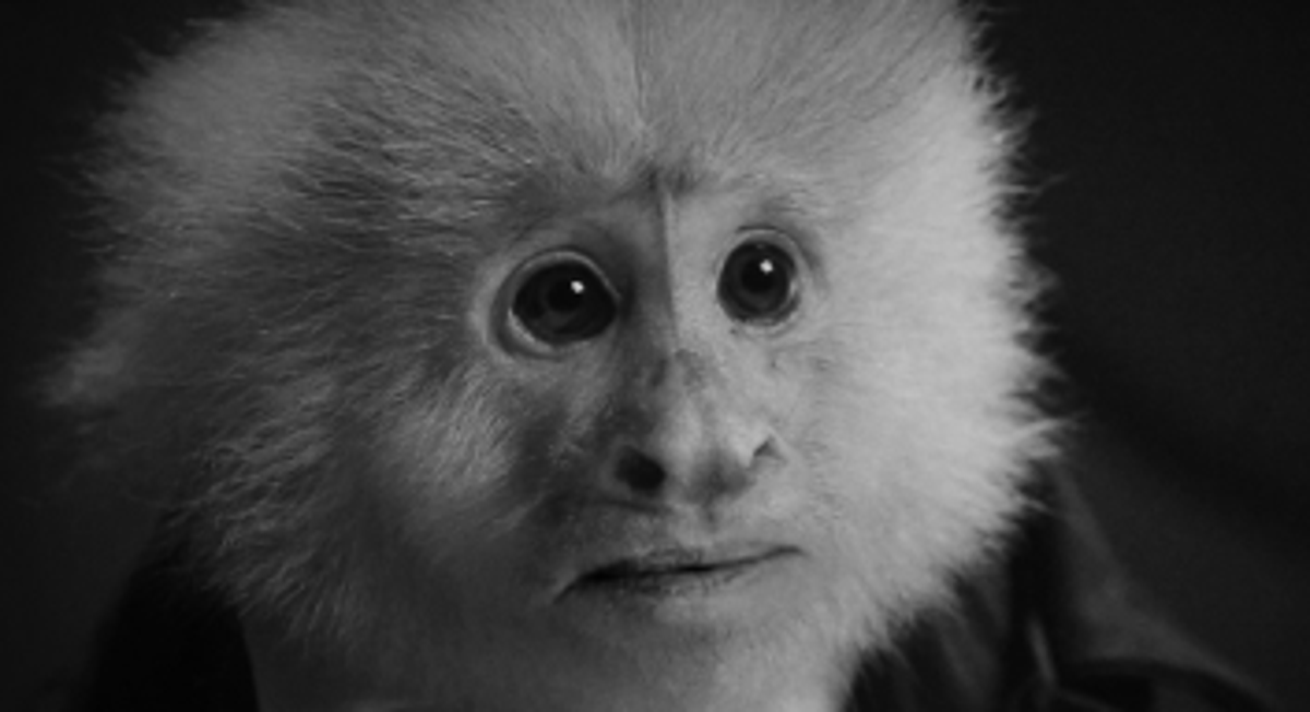 David Lynch interrogates talking monkey in surprise new Netflix short ...