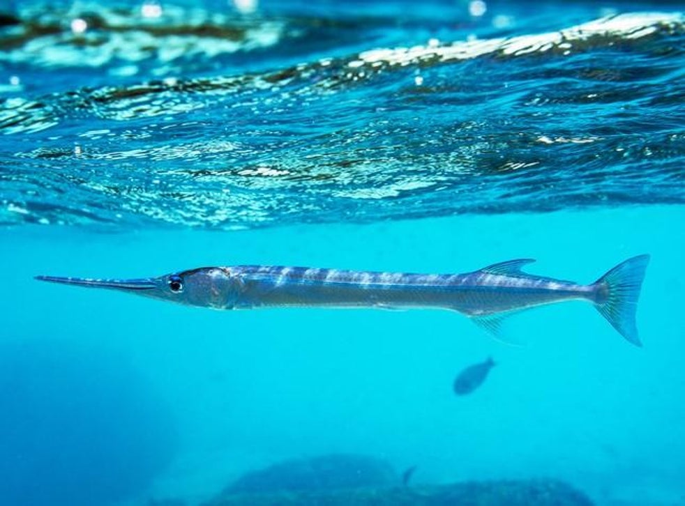 Needlefish impales itself through boy's neck and throws him overboard ...
