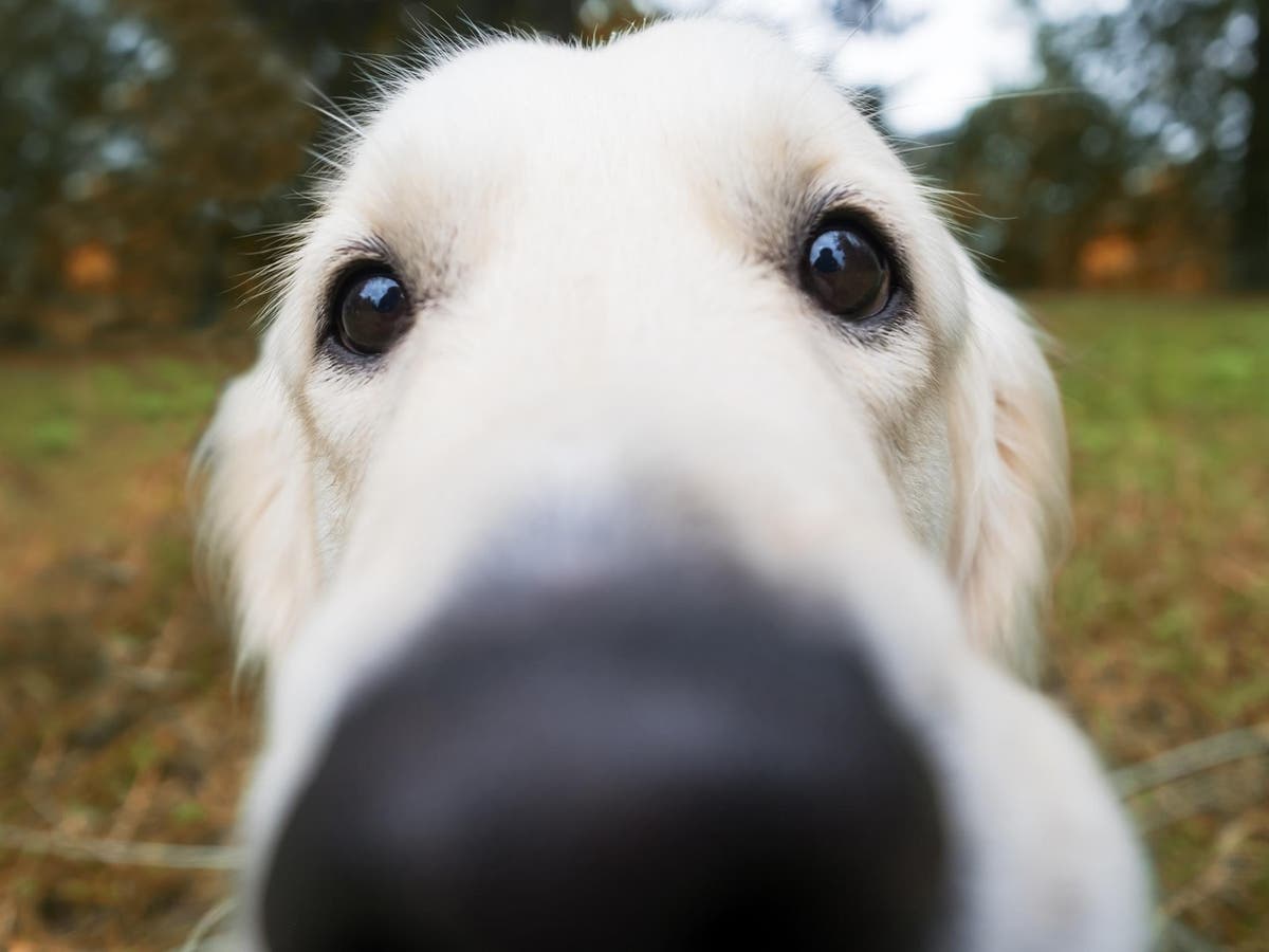 What Is A Tree Dog