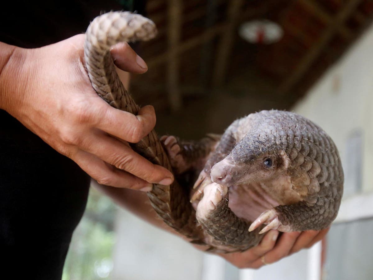 Coronavirus: Illegal trafficking of pangolins could have helped spread ...