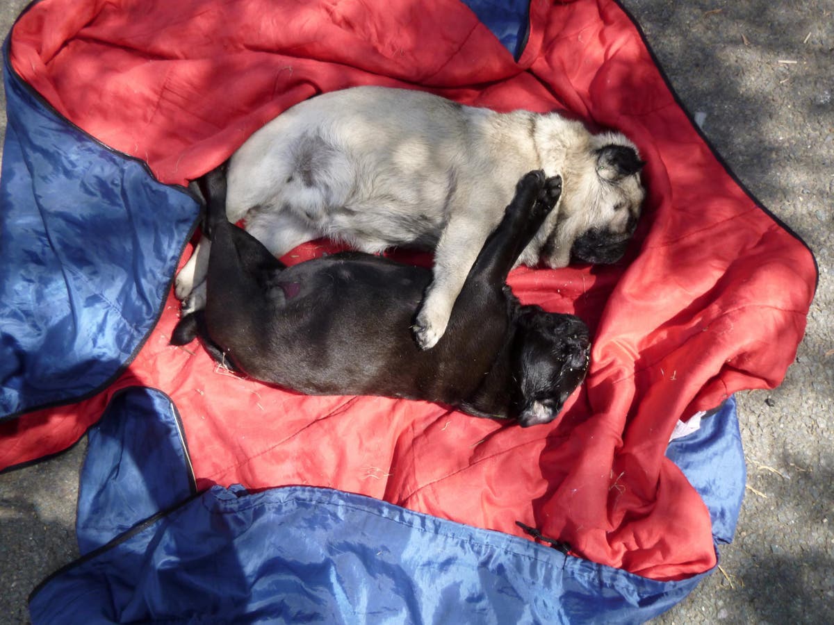 Pugs ‘cooked to death’ after being left in tent for eight hours on 34C ...