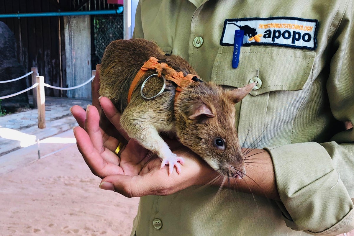 Meet the ‘hero rats’ sniffing out landmines in Cambodia | The ...
