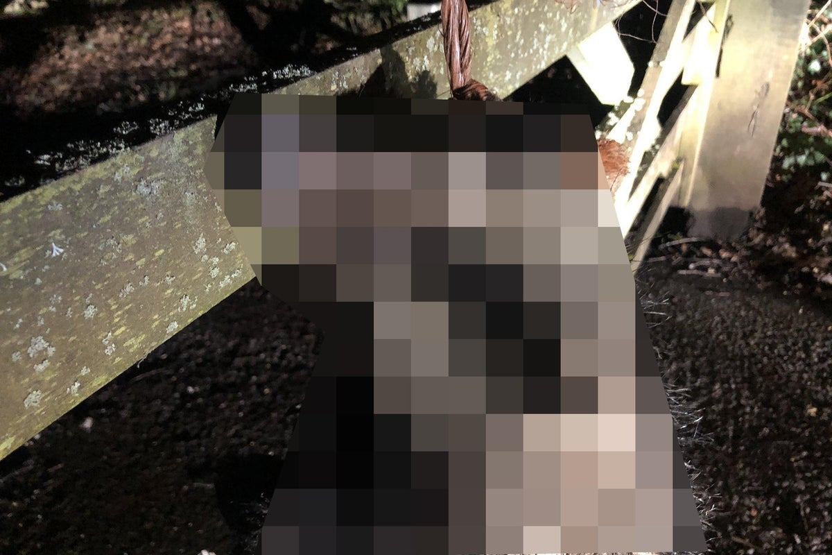 Chris Packham finds dead badger left hanging from his front gate | The ...