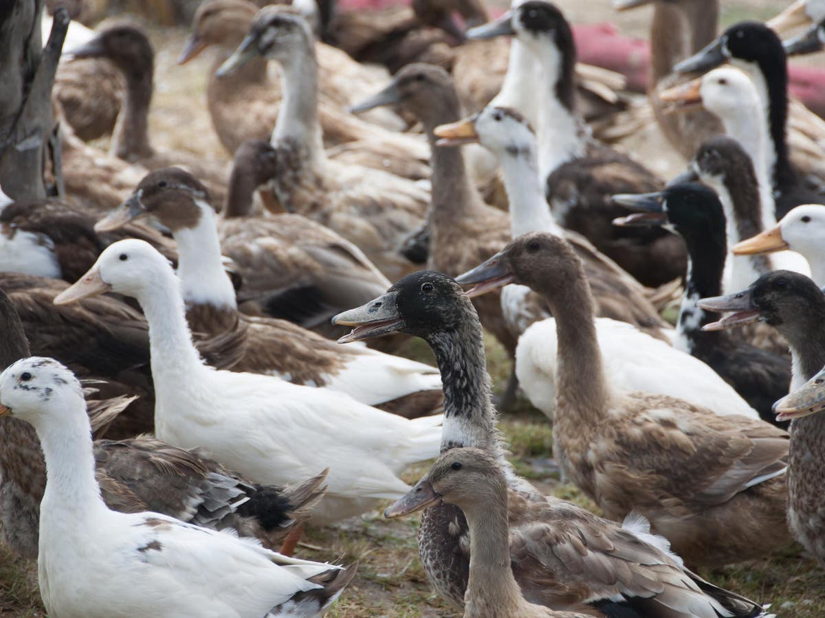 Army of 100,000 ducks deployed to combat locust infestation | The ...
