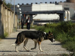 Scientists search breakthrough on how dogs of Chernobyl survived the ...