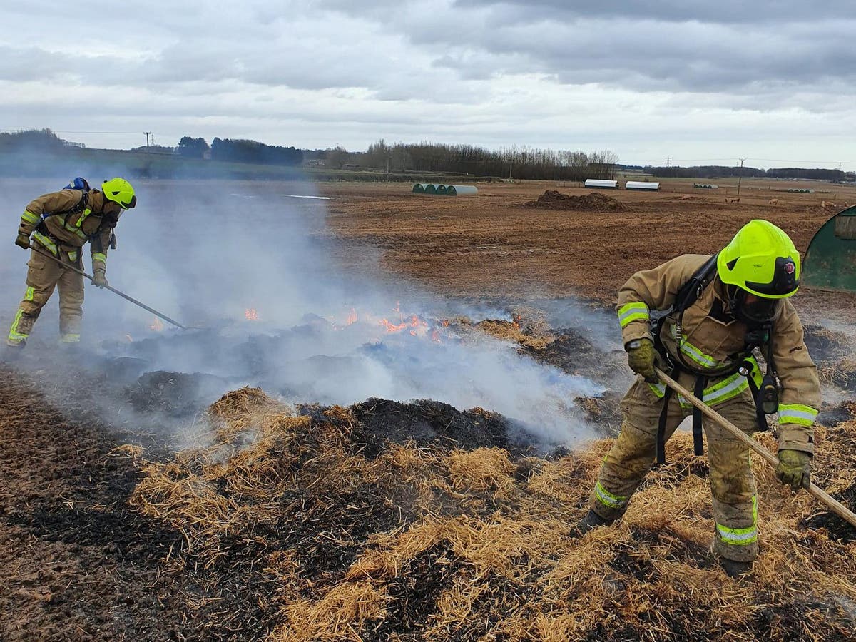 Pigs start 75 square metre fire after swallowing and excreting battery ...