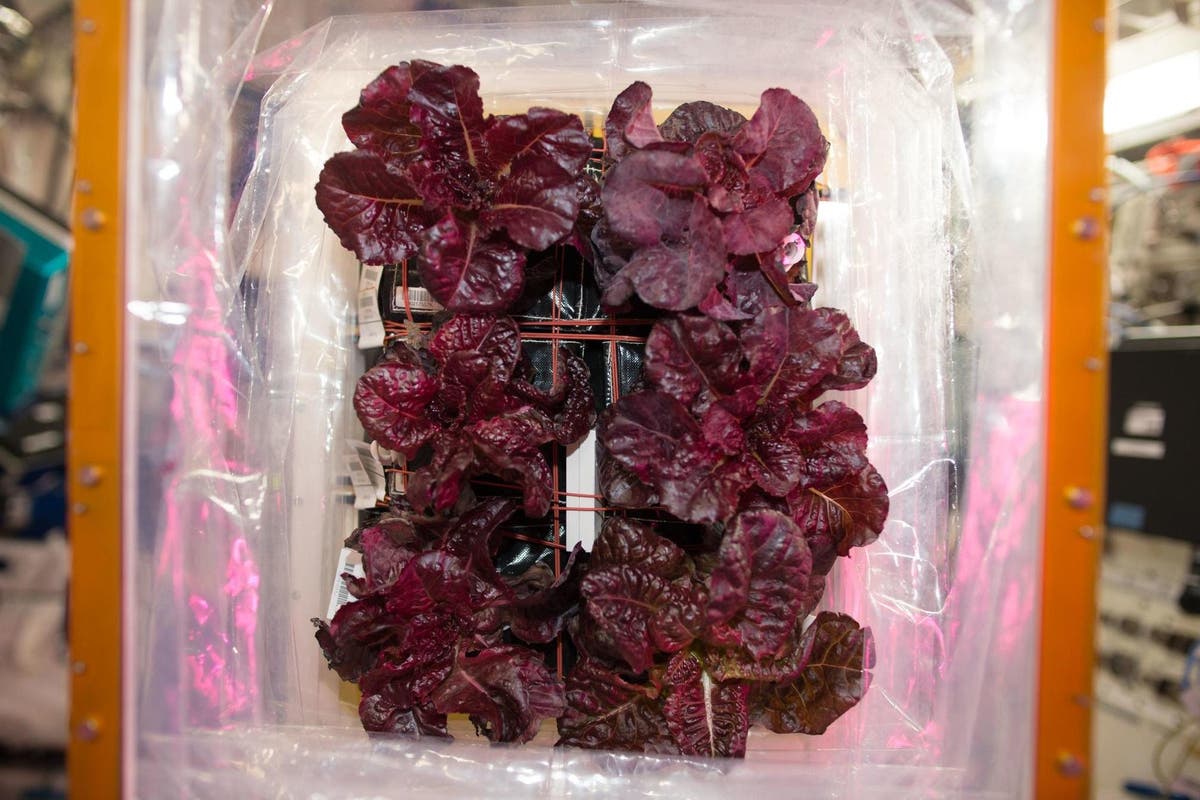 Science news in brief: From space lettuce to ancient plant networks ...