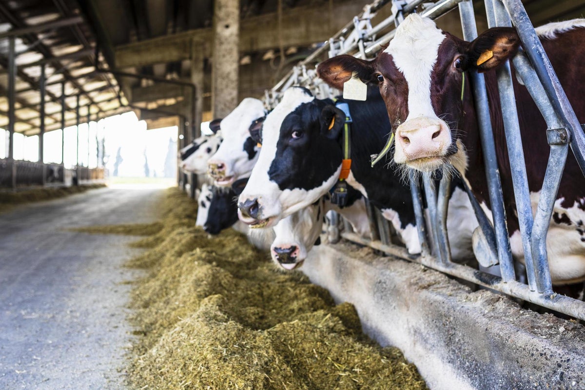 Households will need to reduce meat eating by half to reach climate ...