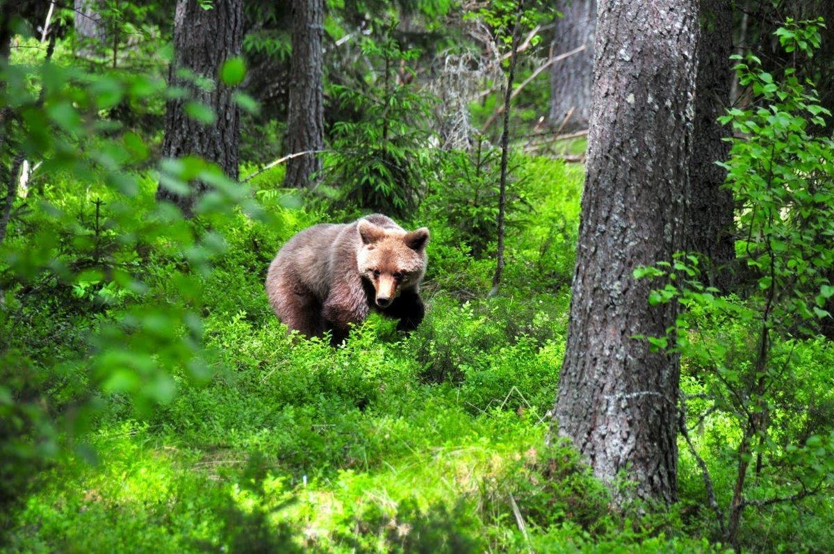 On the trail of brown bears in Sweden | The Independent | The Independent