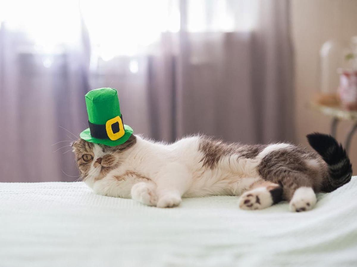 St Patrick’s Day 2020: The cutest pets celebrating in fancy dress ...