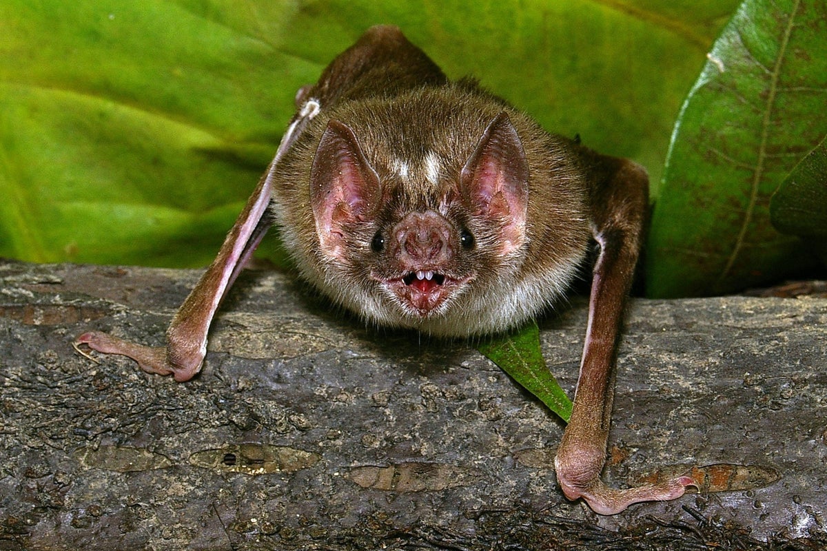 Vampire bats ‘kiss with blood’ to form close bonds | The Independent ...