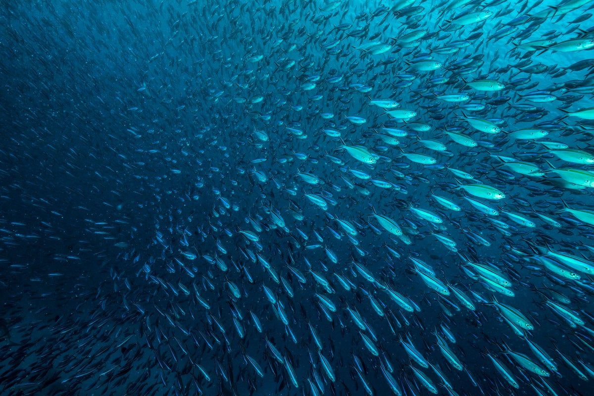 Deep-sea fish seasonal migration discovered for first time | The ...