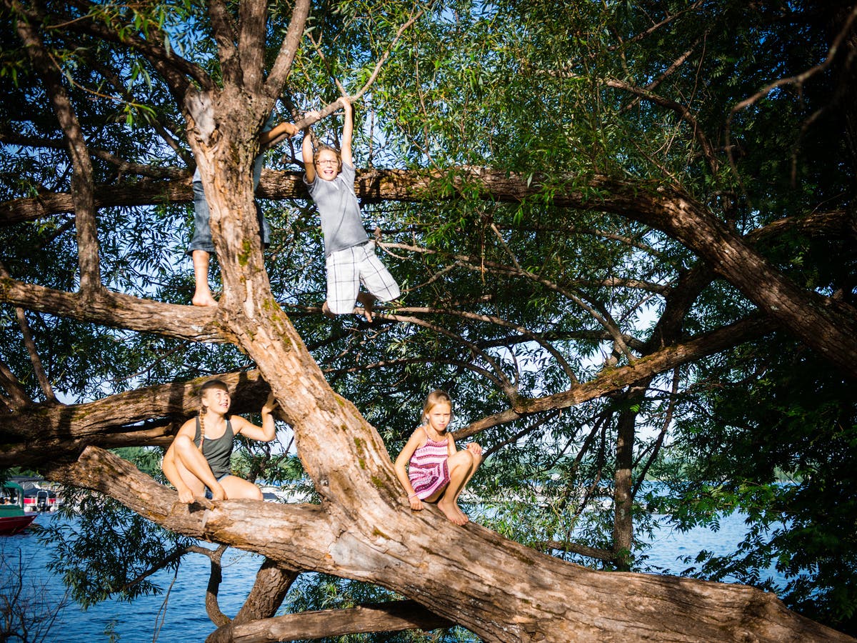 Recent human ancestors may have regularly climbed trees, study suggests ...