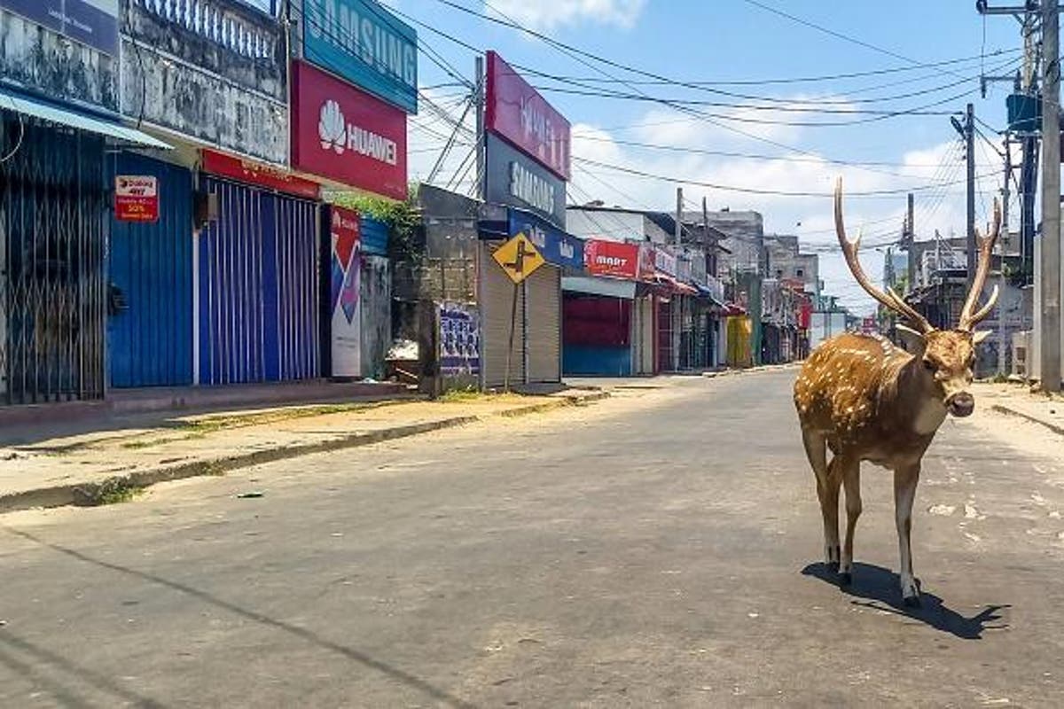 From window shopping alligators to sunbathing squirrels: Animals are ...