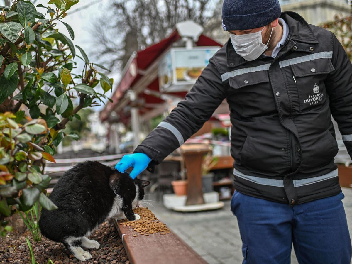 Turkish government feeds hundreds of thousands of stray animals | The ...