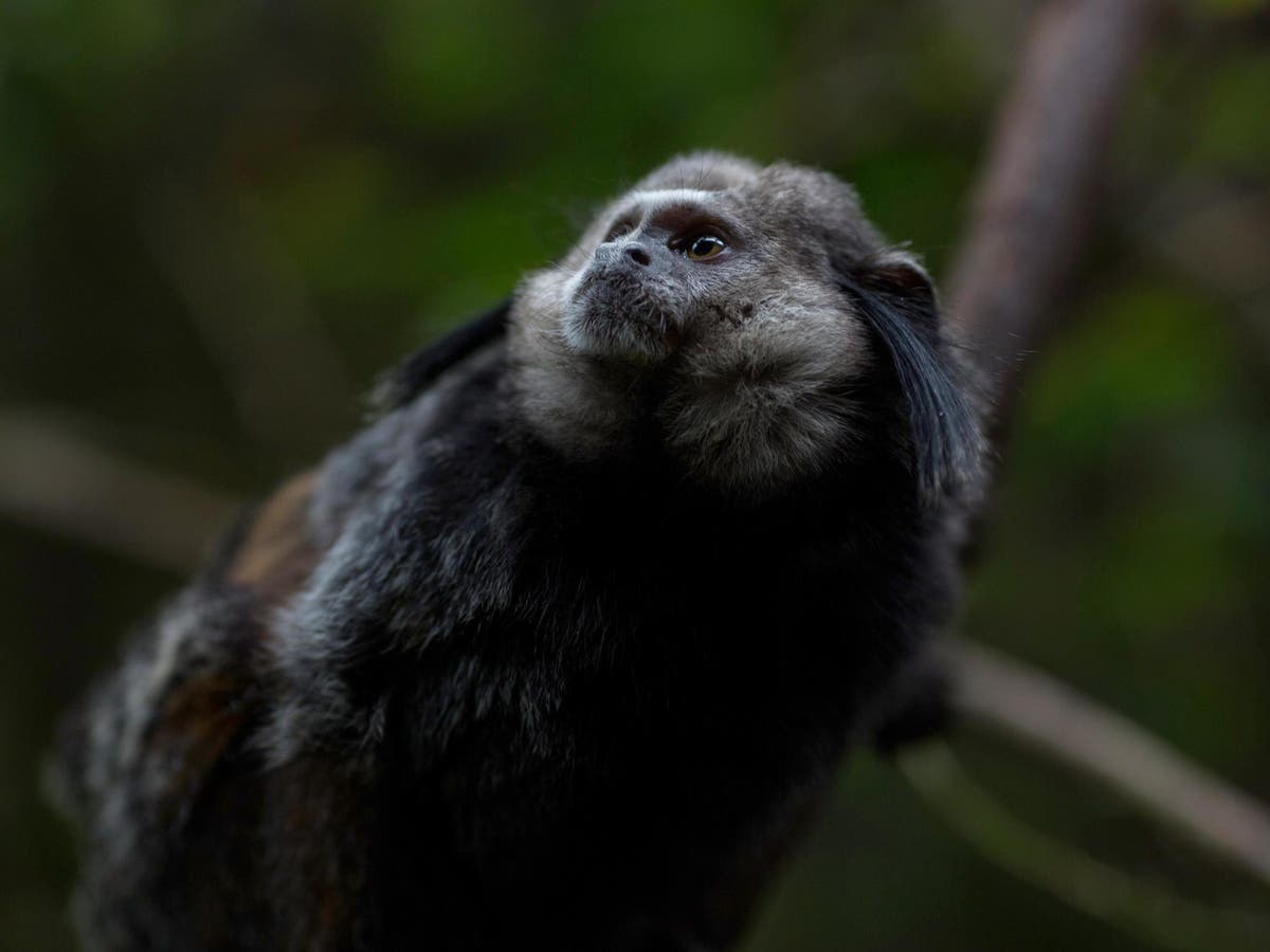 Prehistoric monkeys rafted from Africa to South America on floating ...