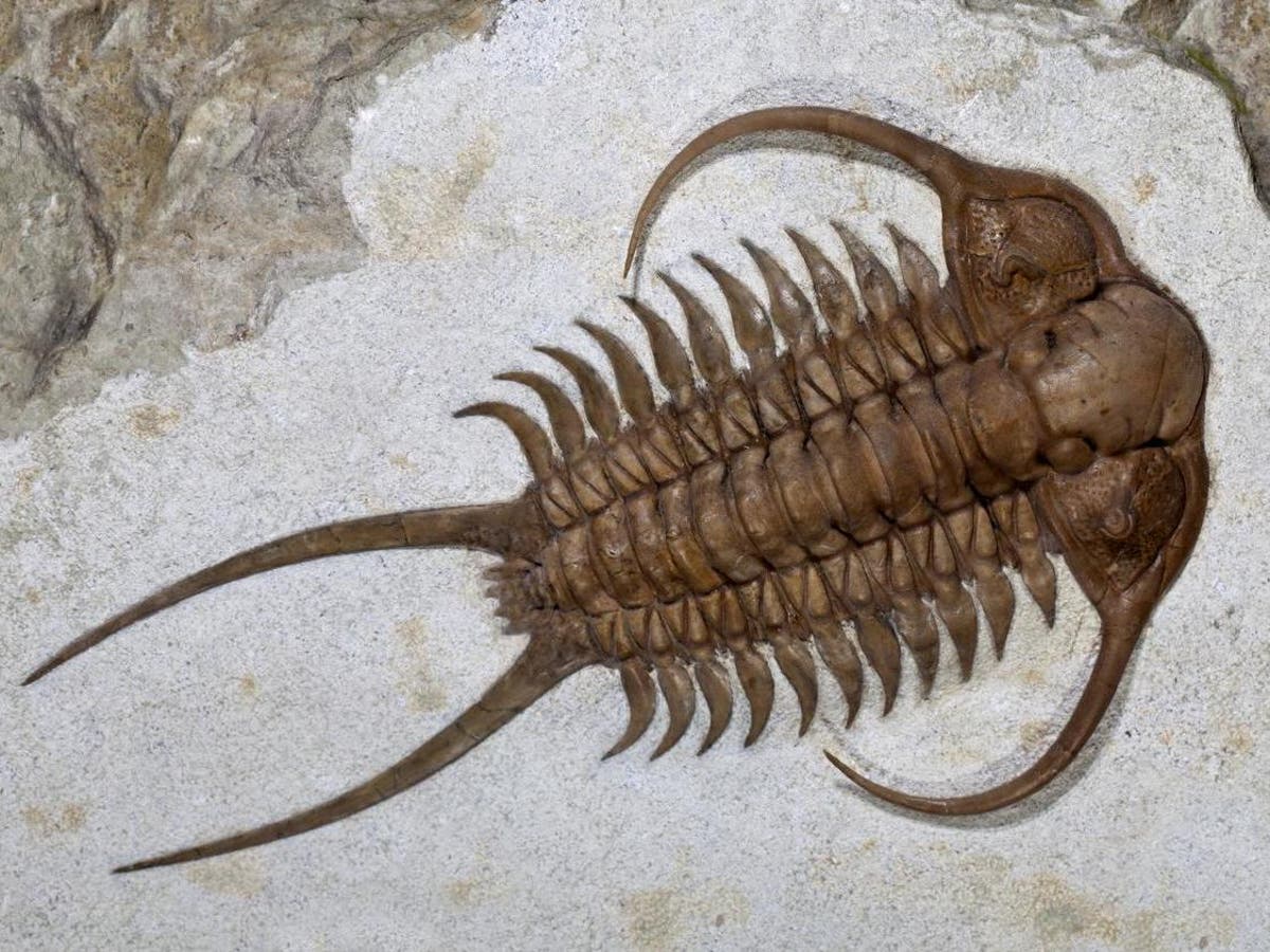 Mass extinction 450 million years ago 'triggered by volcanic eruptions ...