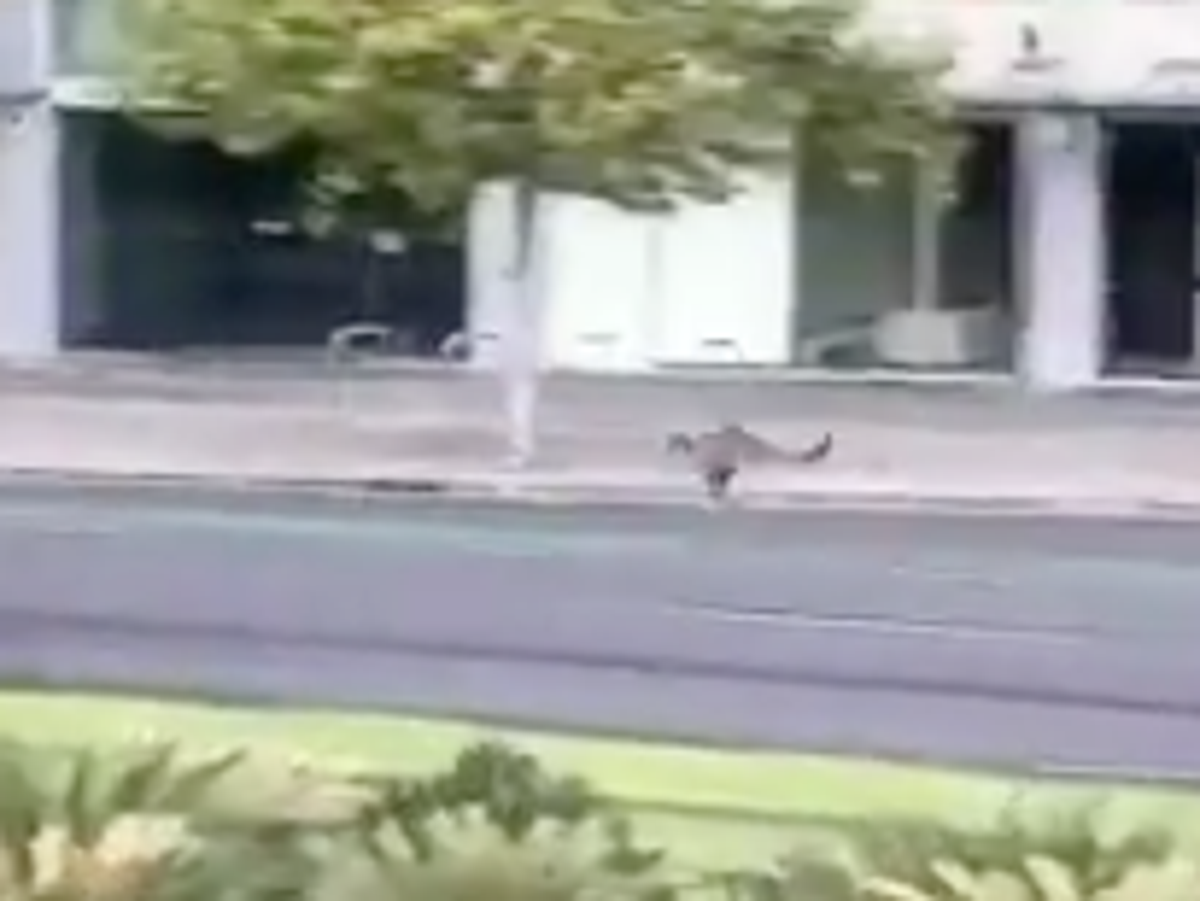 Coronavirus: Kangaroos return to empty streets of Australian city ...