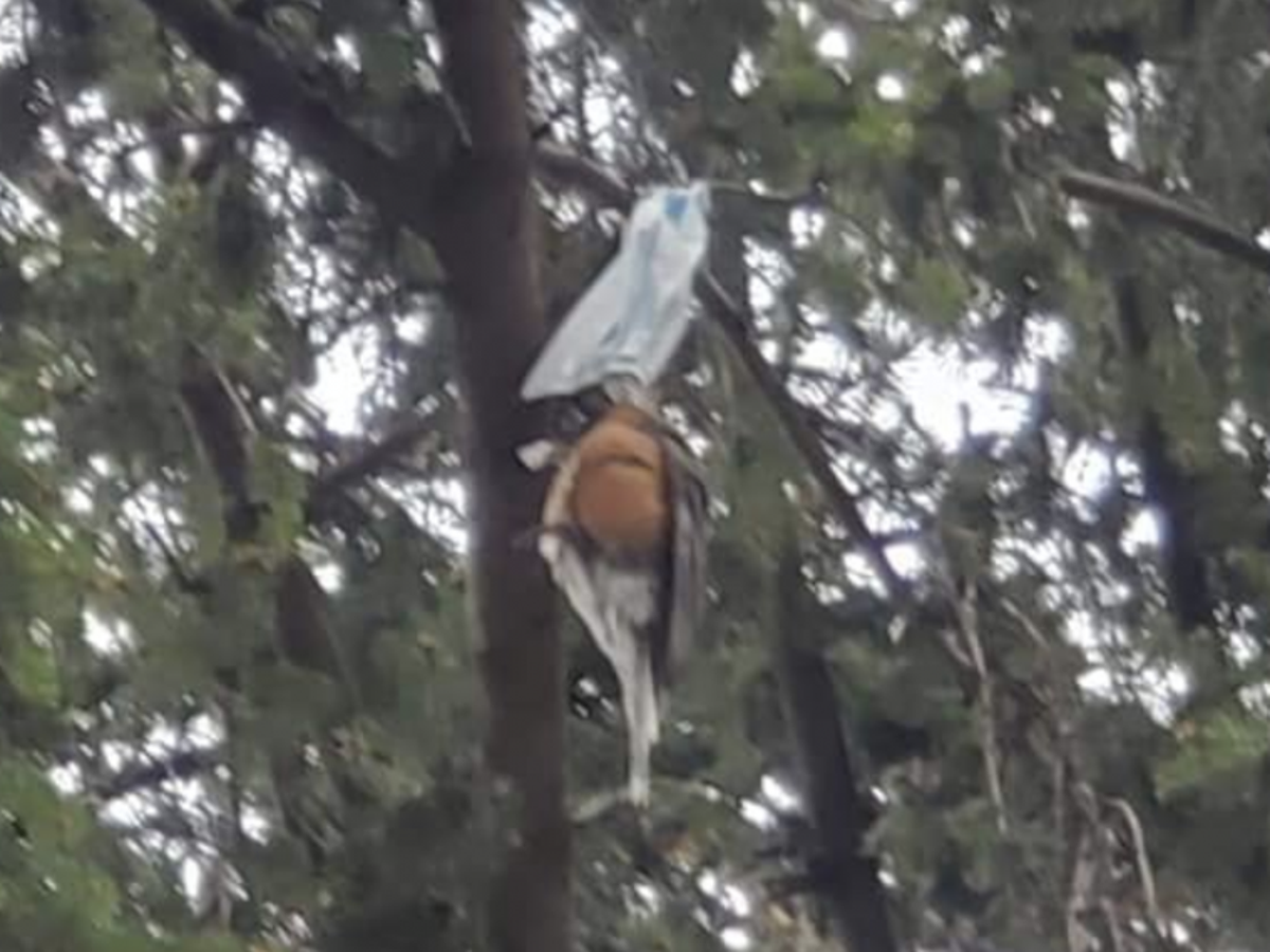 Bird dies after getting tangled in coronavirus face mask | The ...