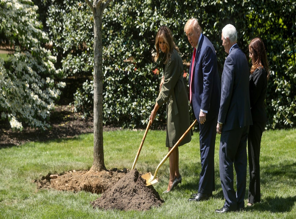 Donald and Melania Trump ridiculed for planting a tree with gold ...