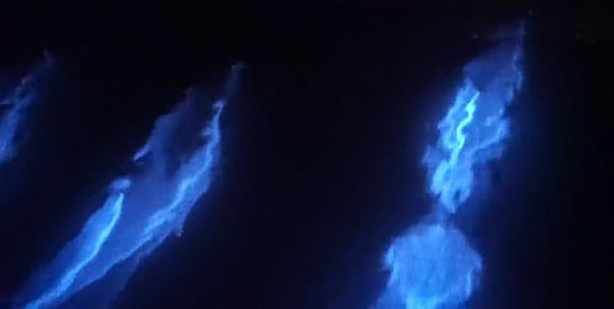 Footage captures glow in the dark dolphins swimming at night | indy100 ...